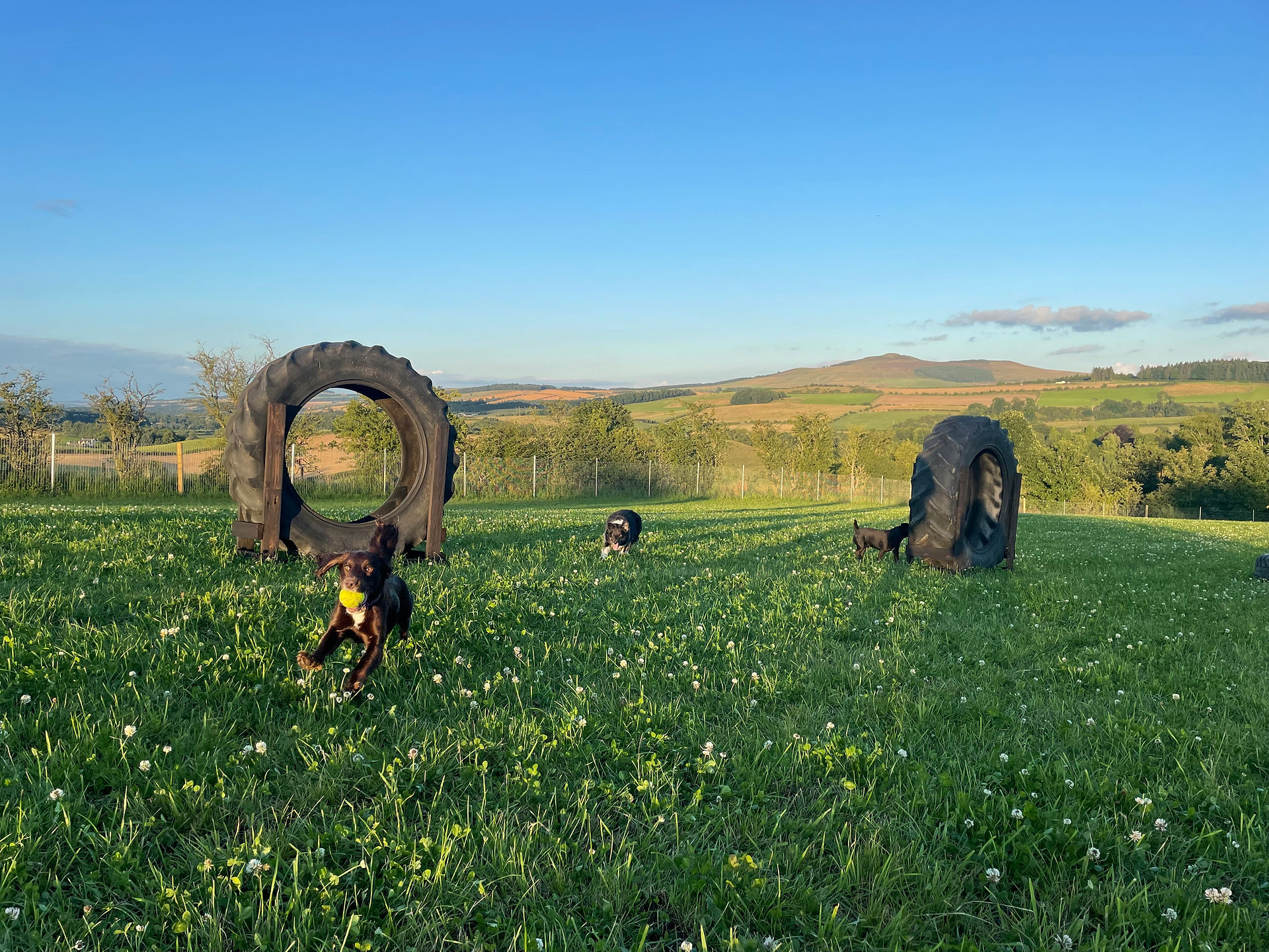 Book Online | The Pawpark