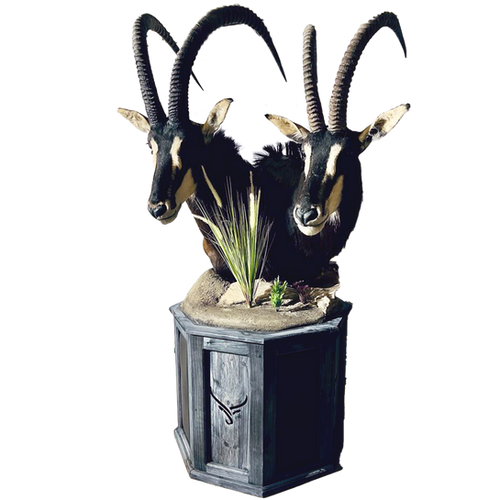 Sable Floor Pedestal Mount | Wild Clone Taxidermy