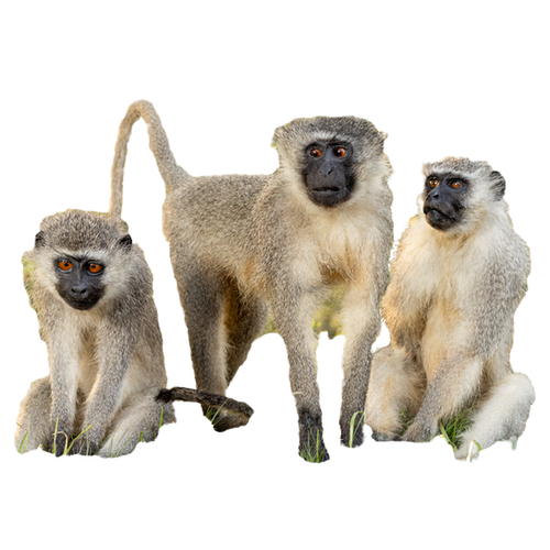 Vervet Monkeys Full Mount | Wild Clone Taxidermy