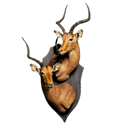 Impala Combo Shield | Wild Clone Taxidermy