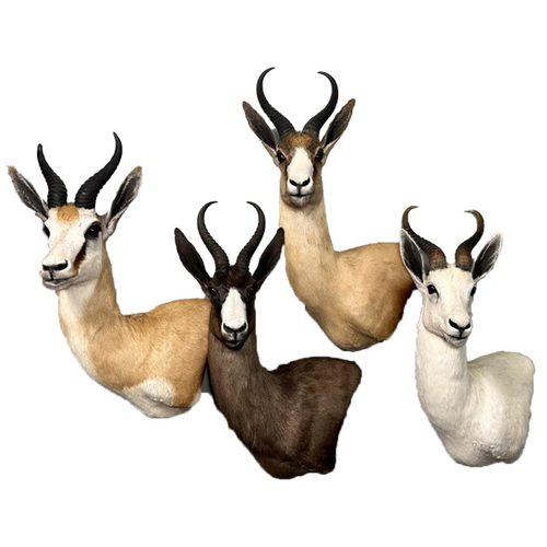 Springbuck Wall Pedestal Mounts | Wild Clone Taxidermy