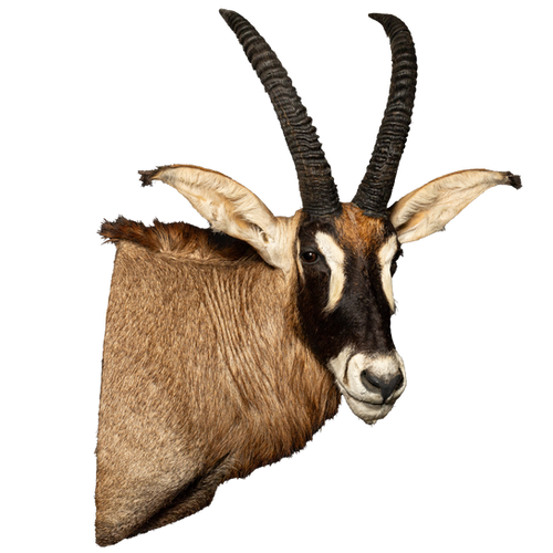 Roan Shoulder Mount | Wild Clone Taxidermy