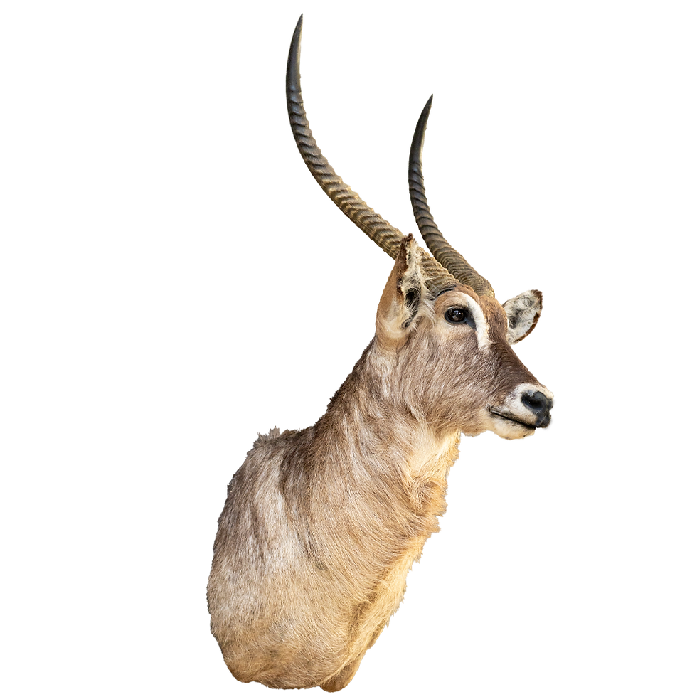 All Products | Wild Clone Taxidermy