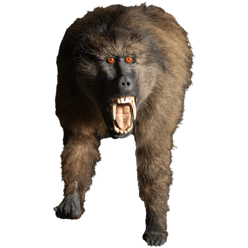 Baboon Half Mount | Wild Clone Taxidermy