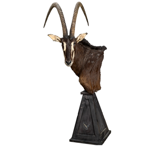 Sable Floor Pedestal Mount | Wild Clone Taxidermy