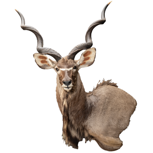 Kudu Wall Pedestal Mounts | Wild Clone Taxidermy