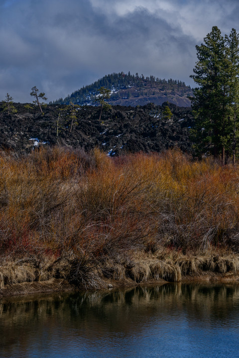 Eastern Cascades Slopes and Foothills | Taxodium.distichum