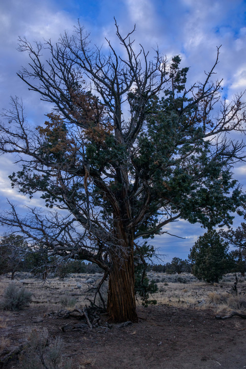 Eastern Cascades Slopes and Foothills | Taxodium.distichum