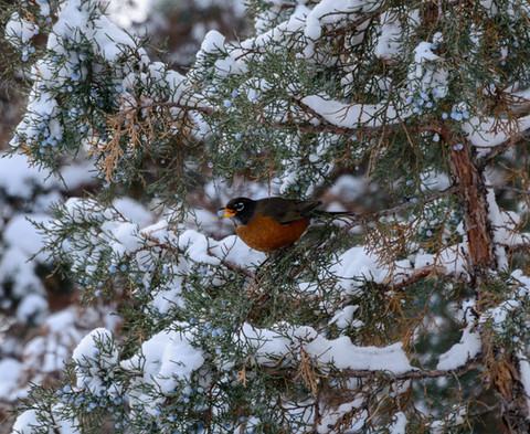 Eastern Cascades Slopes and Foothills | Taxodium.distichum