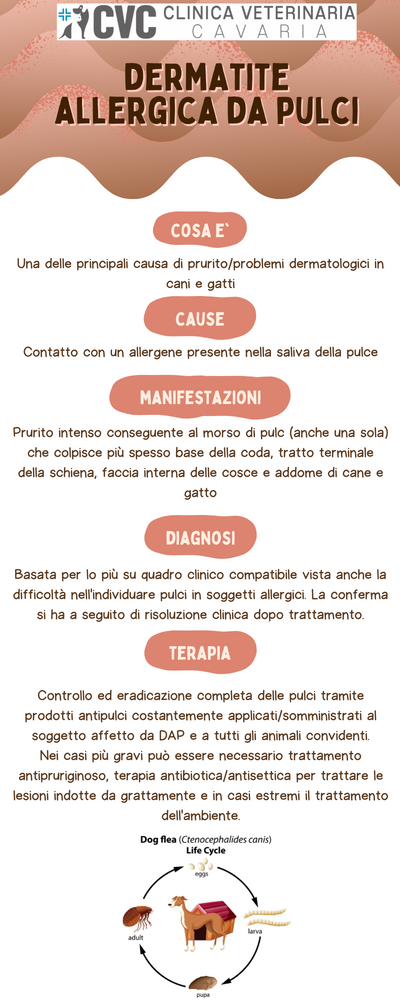 DERMATITE ALLERGICA DA PULCI: QUANTO LE PULCI SONO CAUSA DI UNA ...
