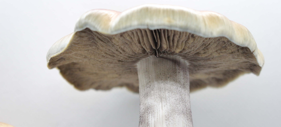 Mushroom Spores Canada | Mushroom Grow Kits | Grow Magic Mushrooms