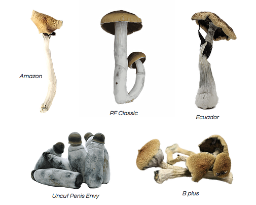 Why Psilocybe Cubensis Mushroom “Strains” are not technically “Strains”
