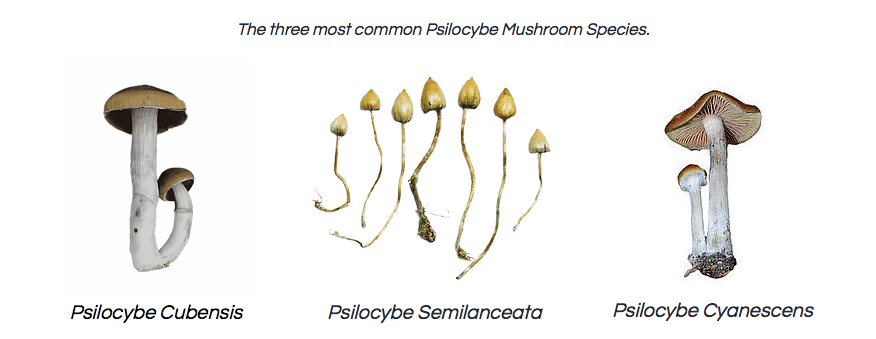 Why Psilocybe Cubensis Mushroom “Strains” are not technically “Strains”