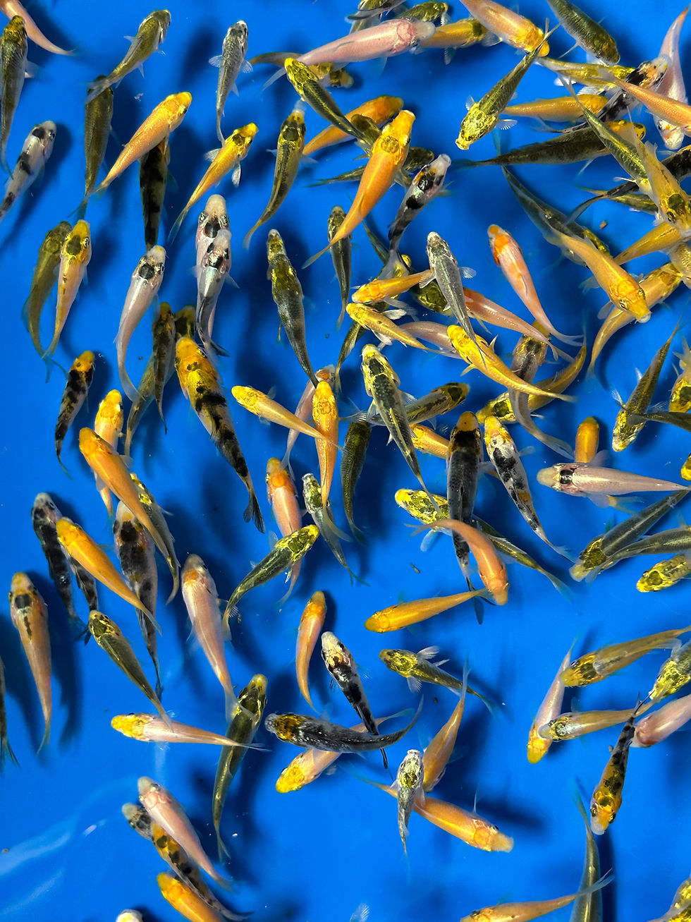 Buy Baby Koi Fish Online | We're So Koi - Wholesale Koi Farm