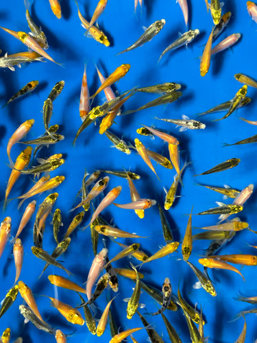 Tim's Tiny Tots 1"-2" (100 Pack) | We're So Koi