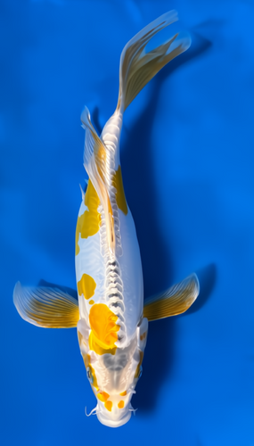 12" Butterfly Ki Shusui | We're So Koi