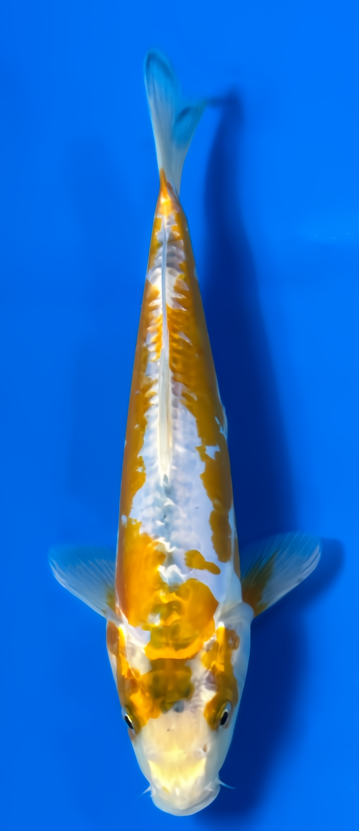 Shop High-Quality Koi Fish for Sale | We're So Koi - Wholesale Koi Farm