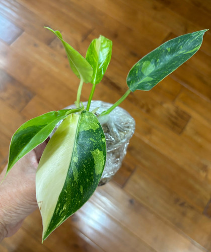Variegated Philodendron Green Congo | Our Tropical Plants