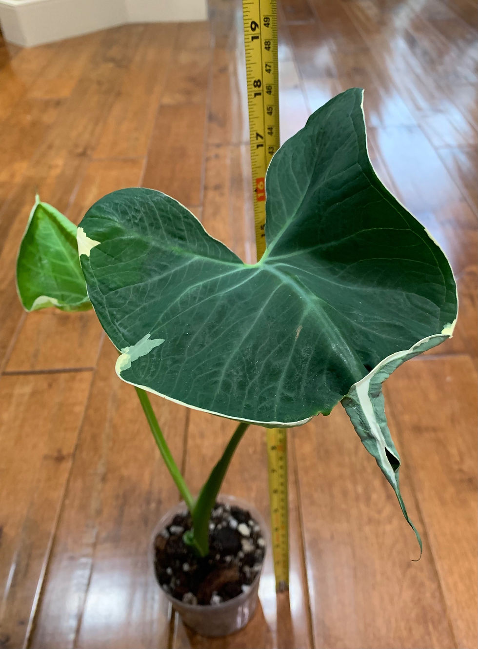 Variegated Alocasia Mickey Mouse Xanthosoma | Our Tropical Plants