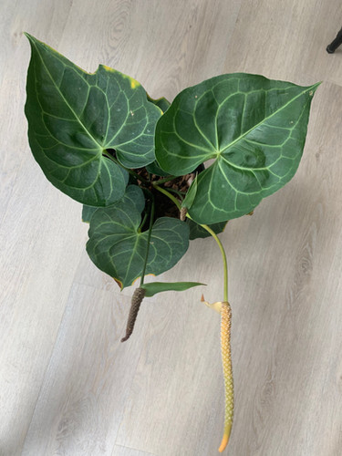 Anthurium Pterodactyl With 3 inflorescences | Our Tropical Plants