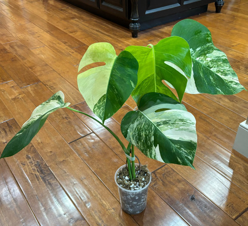 Variegated Monstera Aurea Beautiful Variegation Leaves | Our Tropical ...