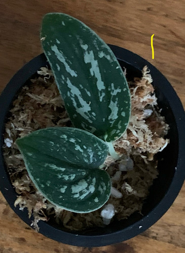 Scindapsus Dark Borneo Rooted Cutting | Our Tropical Plants