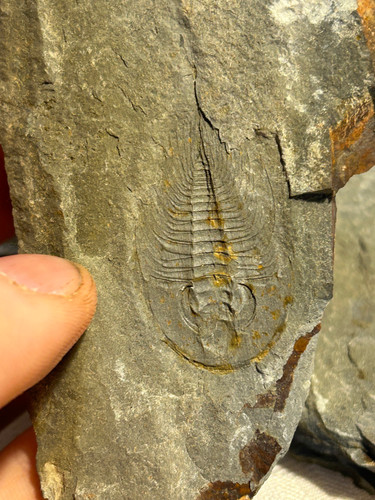 Cambrian | DLR Fossils LLC