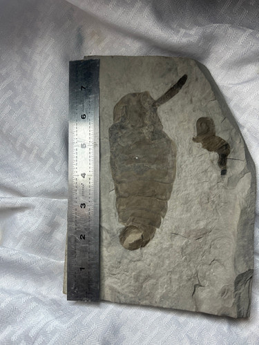 Large Pterygotid with partial Eurypterus (Ptery-0002) | DLR Fossils LLC