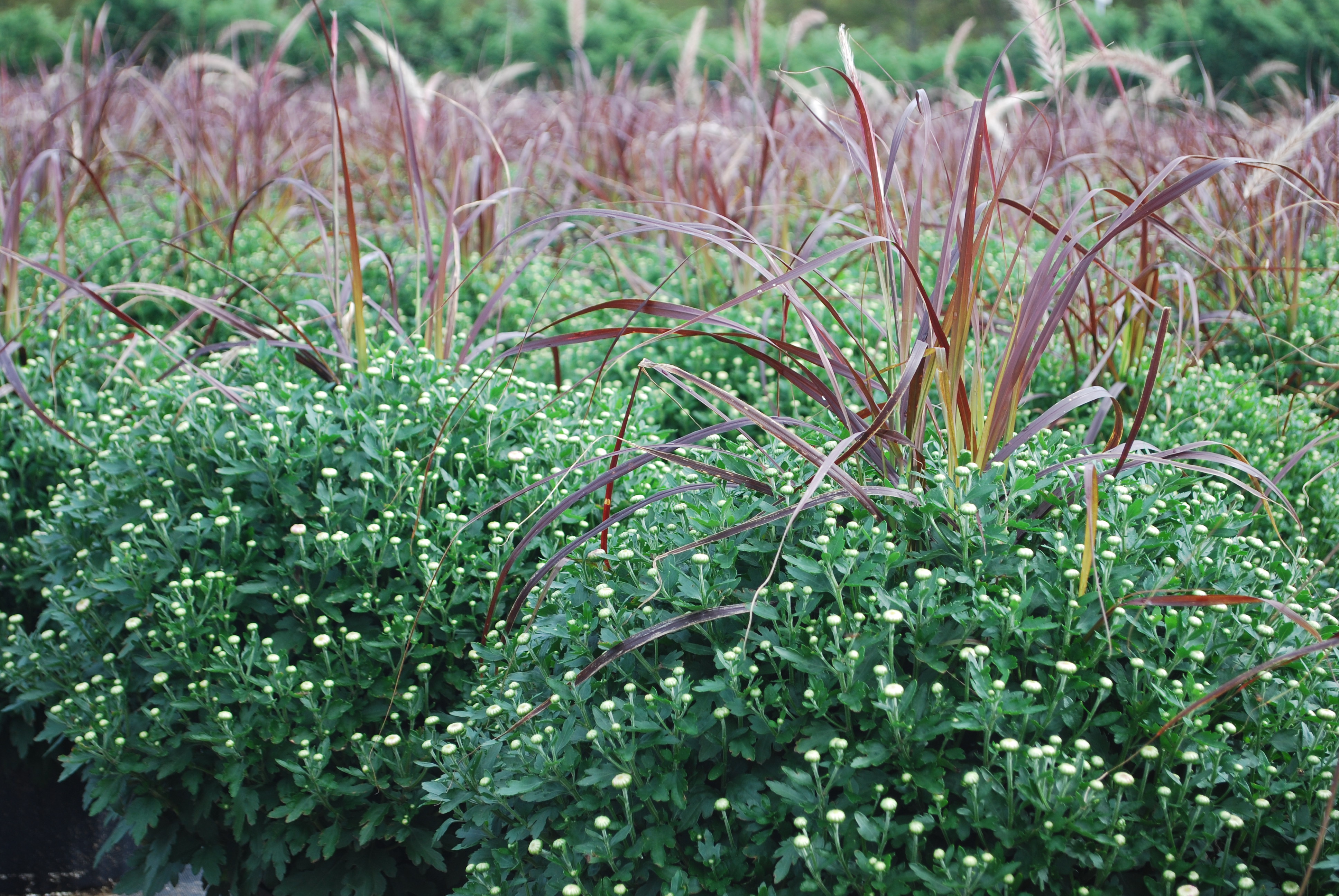 Timbuk Farms | About Us
