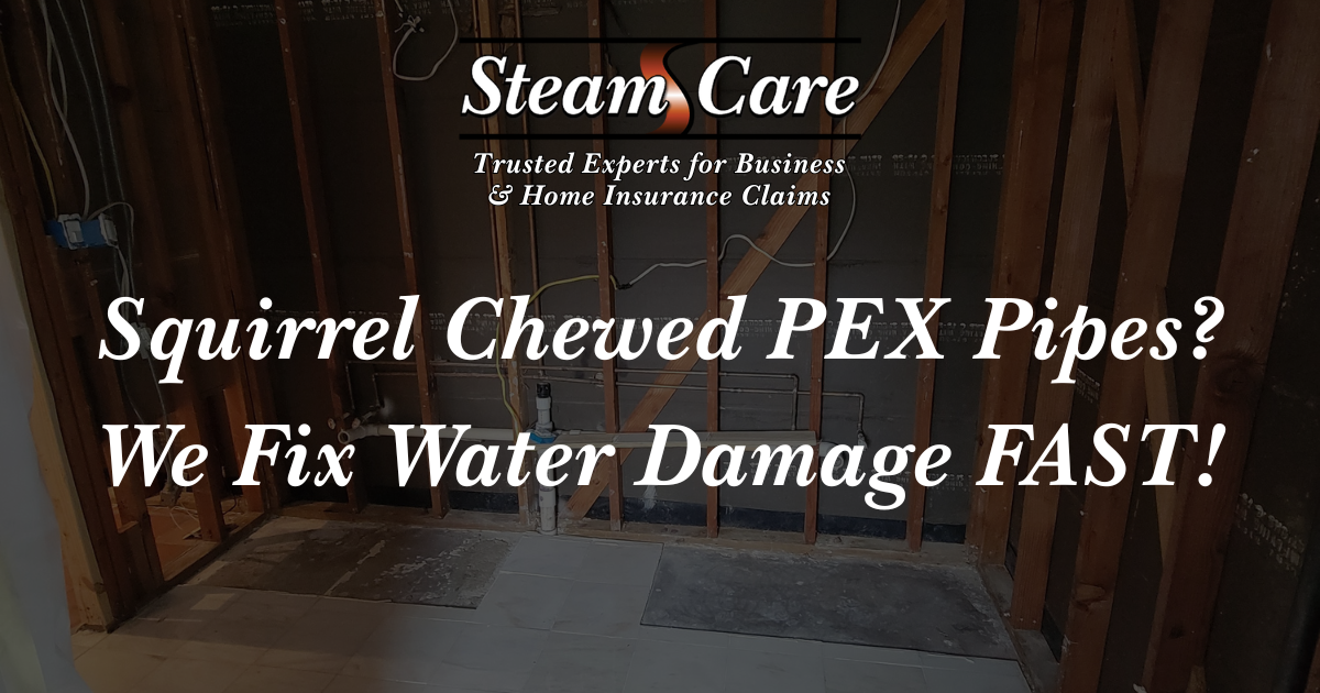 How a Squirrel Chewing PEX Piping Caused Major Water Damage – And How ...