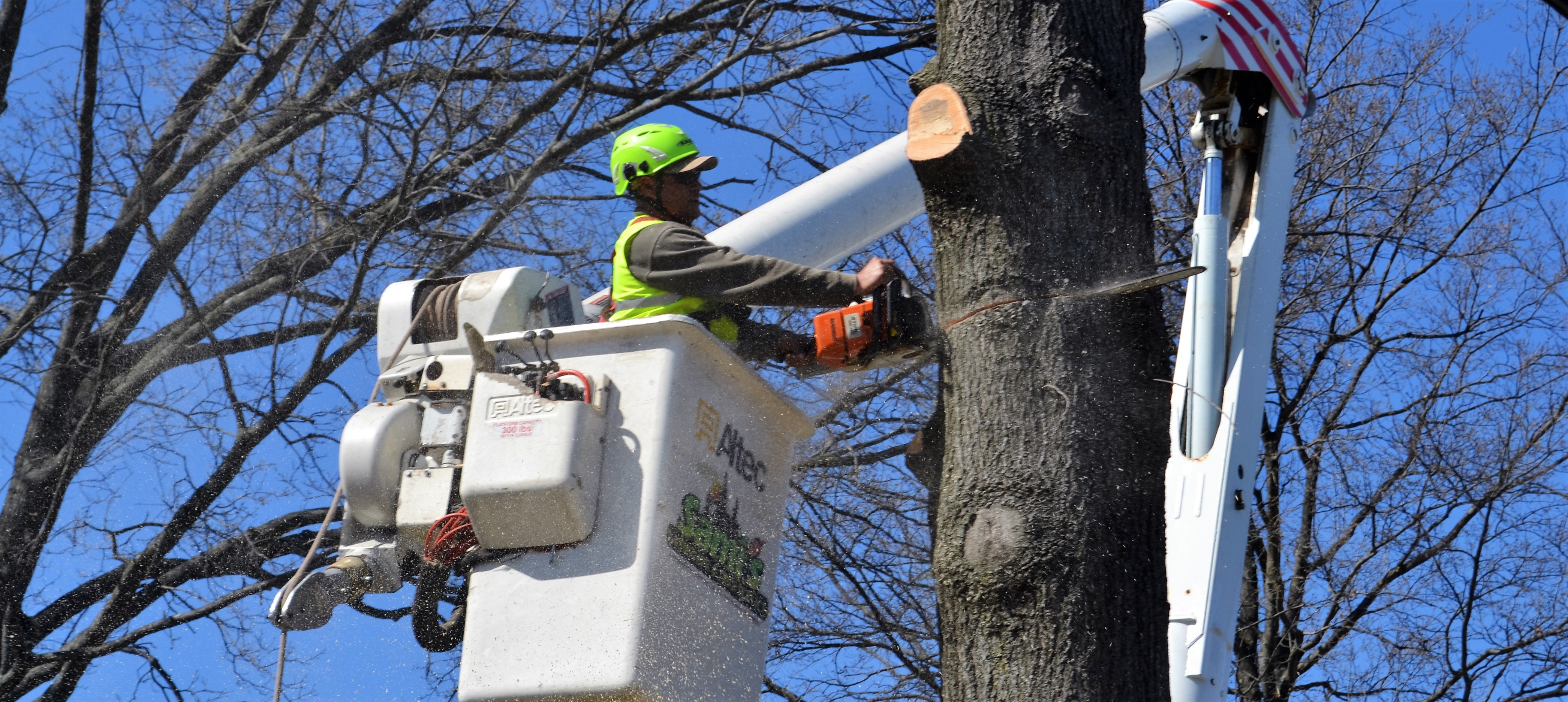Sami's Tree Service LLC - Tree Removal Services