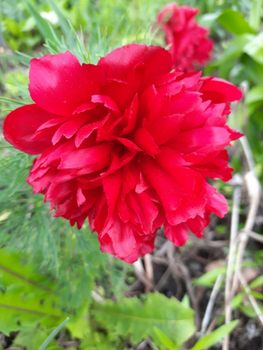 Paeonia tenuifolia ´Plena ´/ ahtalehine pojeng ´Plena ´ | Lepiku-Mardi Talu