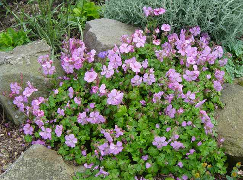 Geranium dalmaticum / dalmaatsia kurereha | Lepiku-Mardi Talu