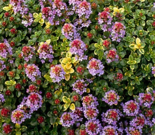 Thymus x citriodorus ´Dooney Valley ´/ sidrun-liivatee ´Dooney Valley ...