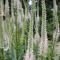 Veronicastrum virginicum ´Alba ´/ virgiinia männasmailane ´Alba ...