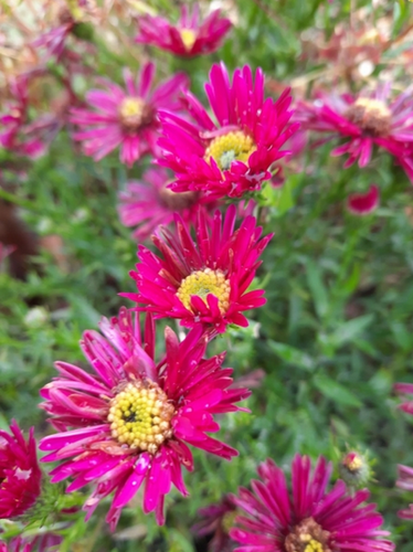 Aster dumosus´Alert ´/ madala ster ´Alert´ | Lepiku-Mardi Talu