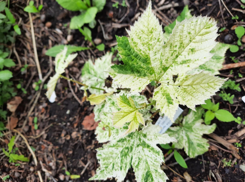 Filipendula kamtschatica ’Ki Chiri-Fu´/ kamtšatka angervaks ´Ki Chiri ...