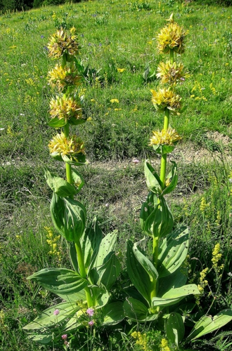 Gentiana lutea / Kollane emajuur | Lepiku-Mardi Talu