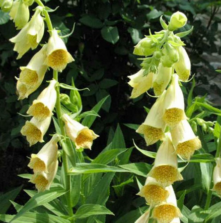 Digitalis grandiflora / helekollane sõrmkübar | Lepiku-Mardi Talu