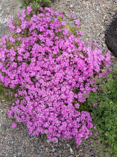 Phlox douglasii ´Red Admiral ´/Douglasi leeklill ´Red Admiral ...