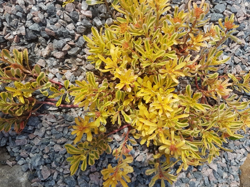 Sedum kamtschaticum ´The Edge ´/ kamtšatka kukehari ´The Edge ...