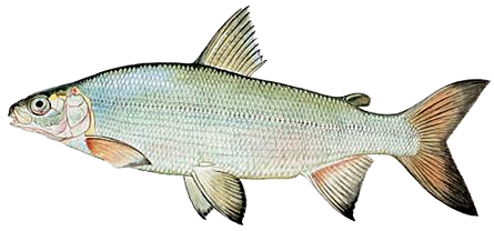 féra - définition - C'est quoi