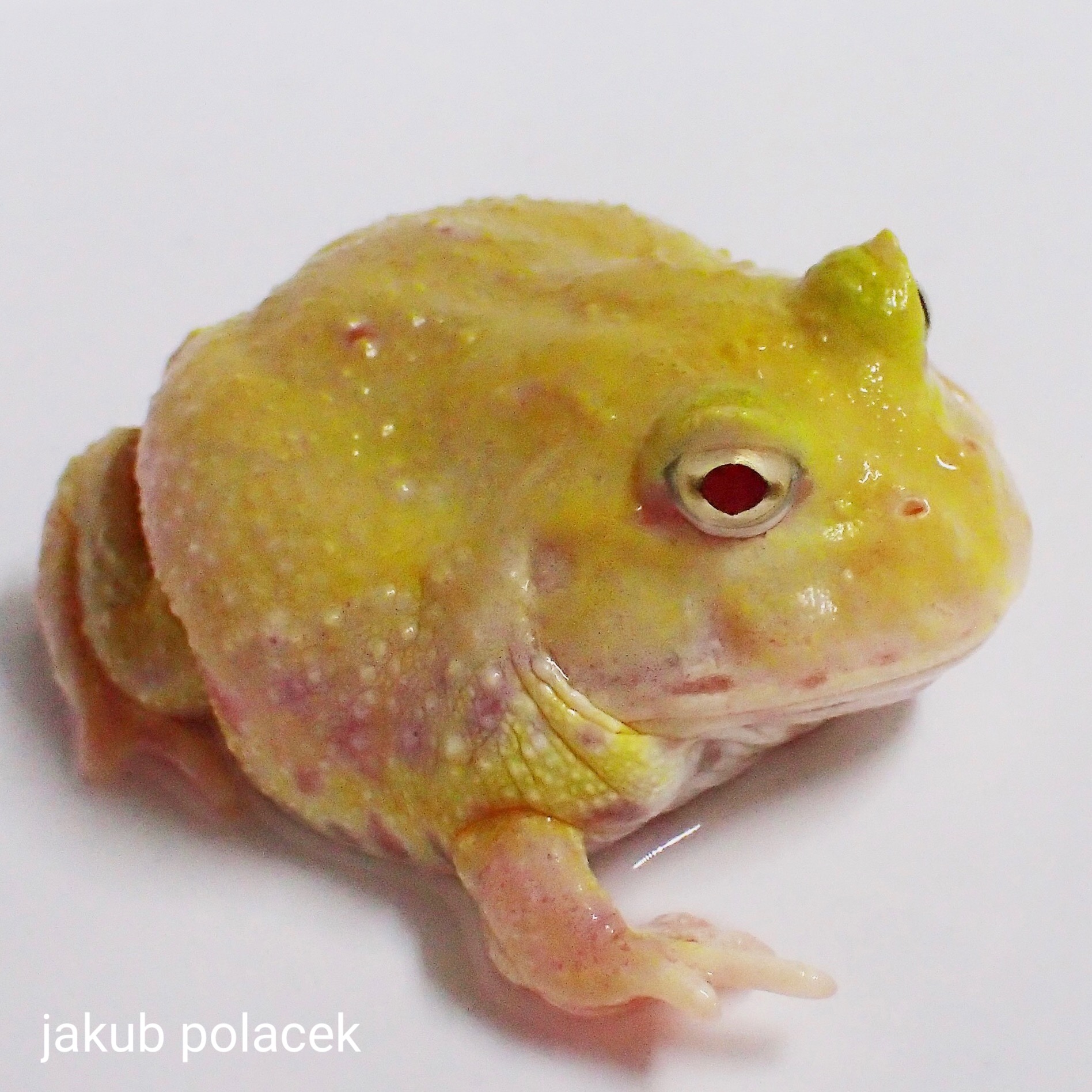 Patternless Albino is Mutant