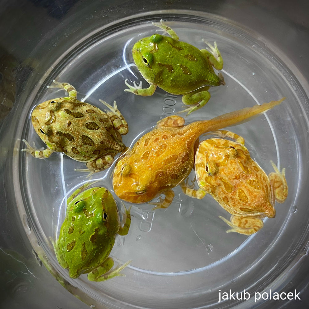 Horned frogs breeding 2022