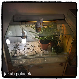 fire bellied toad temperature