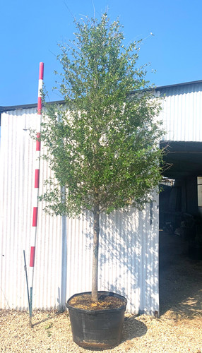 Live Oak 45g | Gates Tree Company