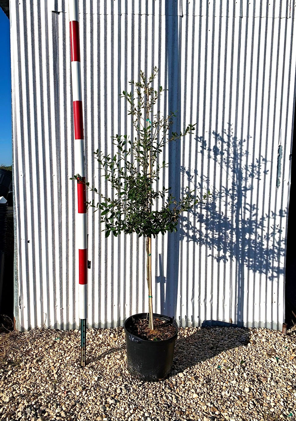 Oak Trees | Gates Tree Company