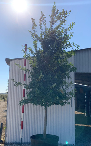 Monterrey Oak 100g | Gates Tree Company