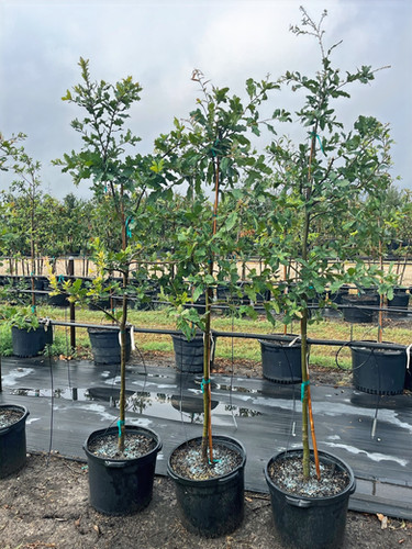 Lacey Oak 15g | Gates Tree Company