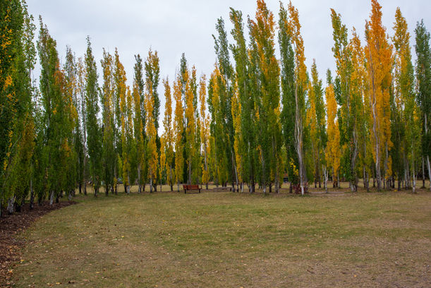 backyard trees calgary